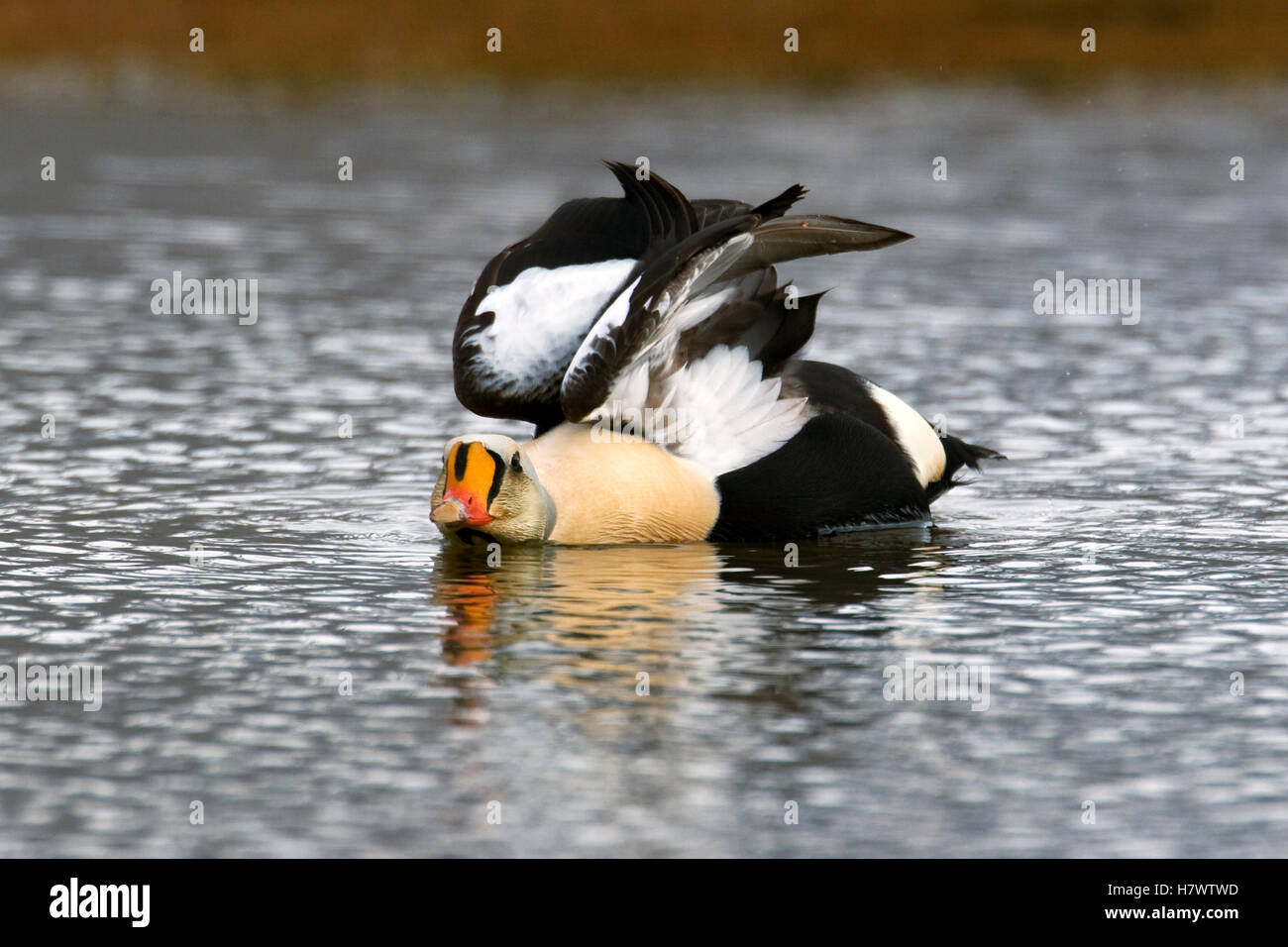 King Eider (Somateria spectabilis) male stretching its wings, Svalbard ...