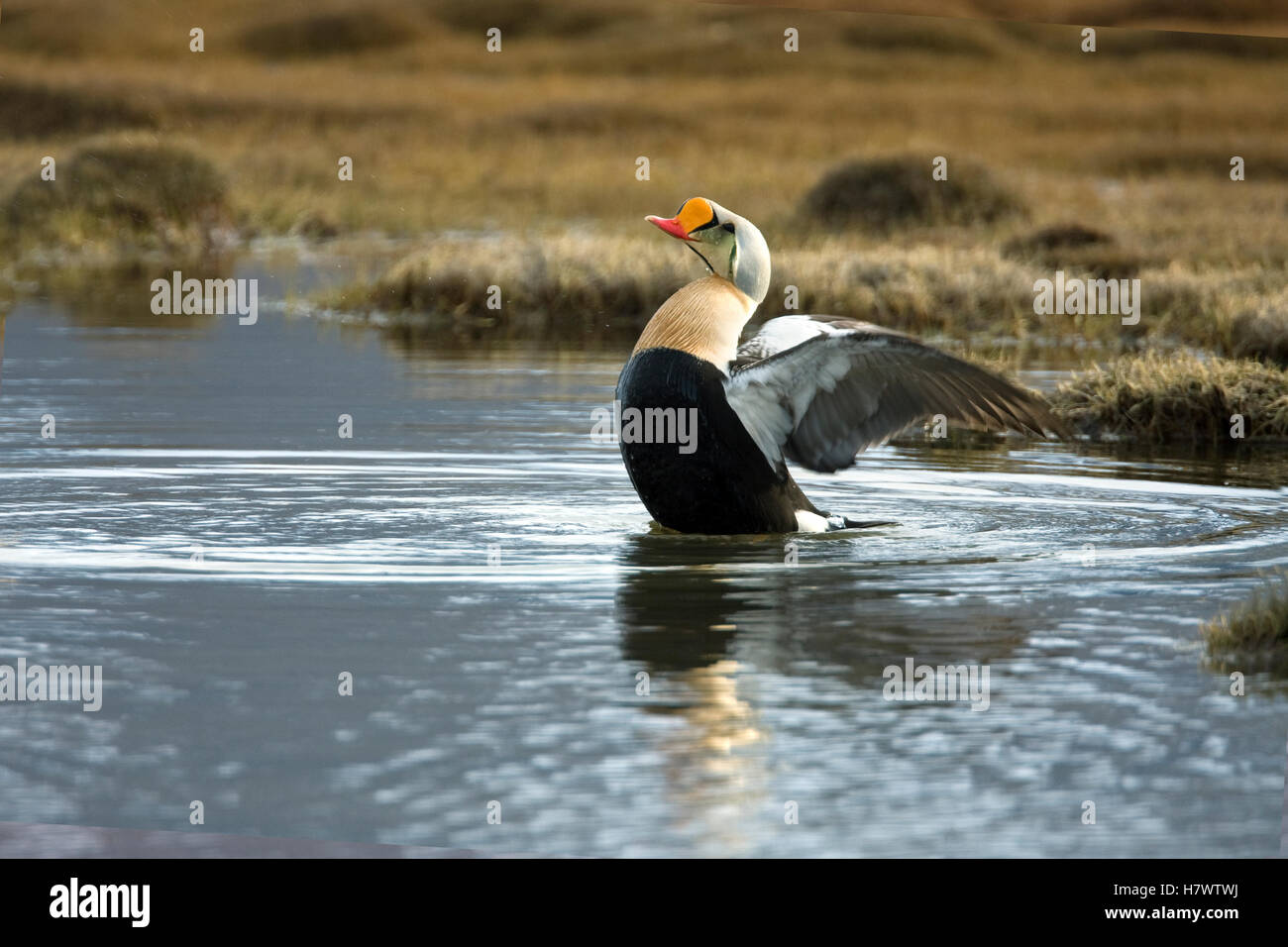 King Eider (Somateria spectabilis) male stretching its wings, Svalbard ...