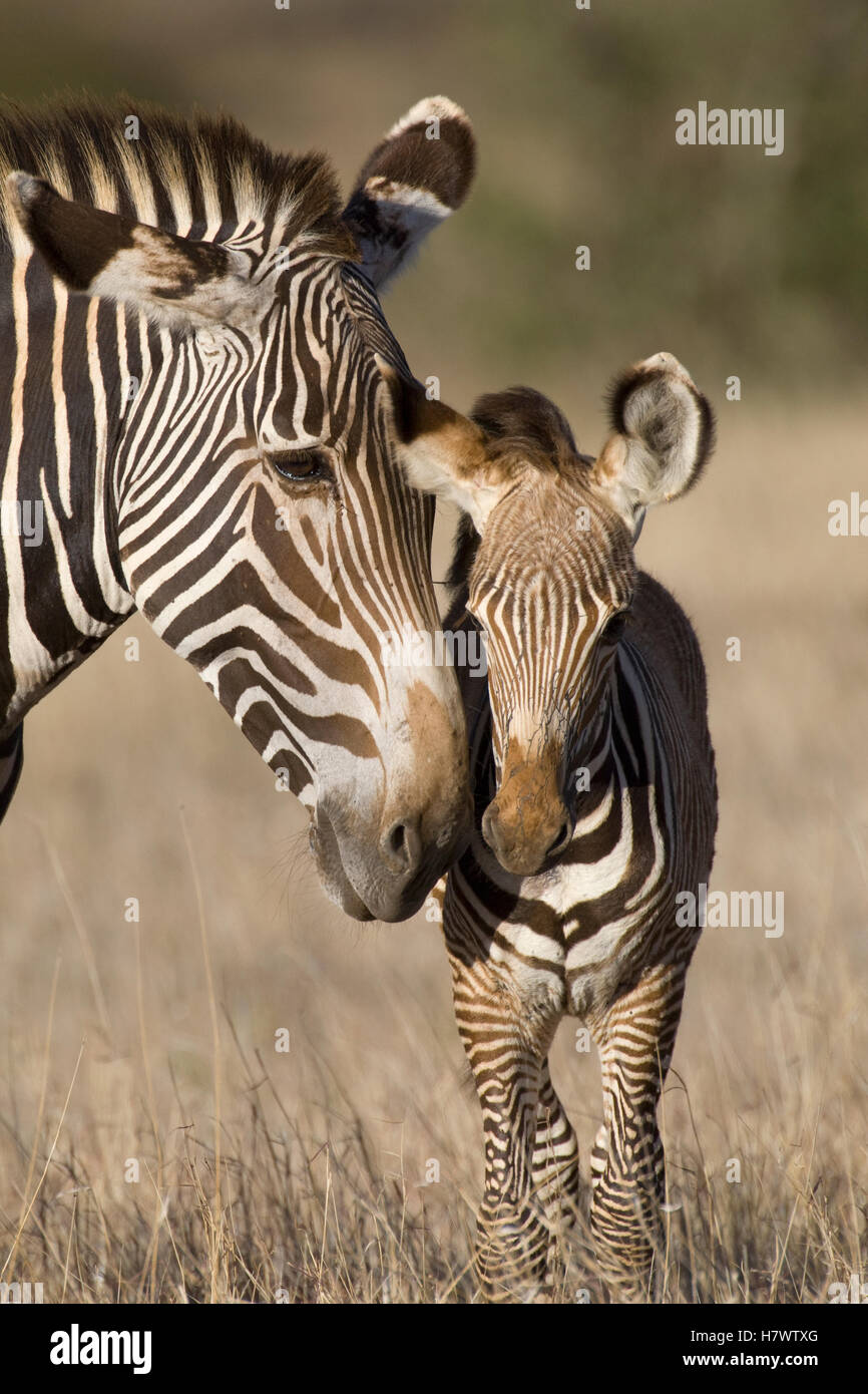 Grevy's Zebra (Equus grevyi) mother and young foal, Lewa Wildlife ...