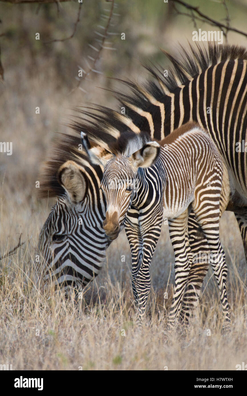 Grevy's Zebra (Equus grevyi) mother and young foal, Lewa Wildlife ...