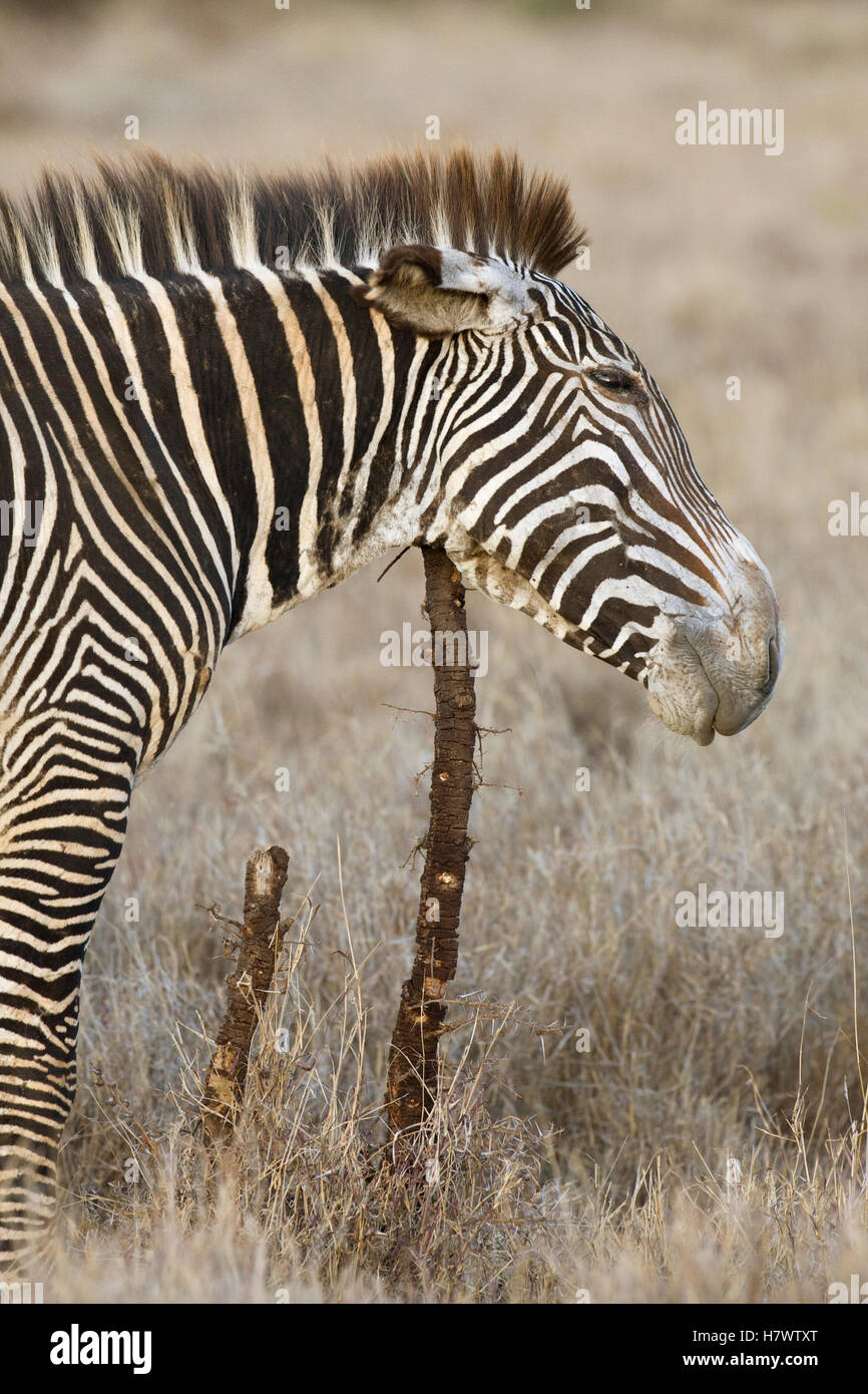 Grevy's Zebra (Equus grevyi) scratching chin on stump, Lewa Wildlife ...