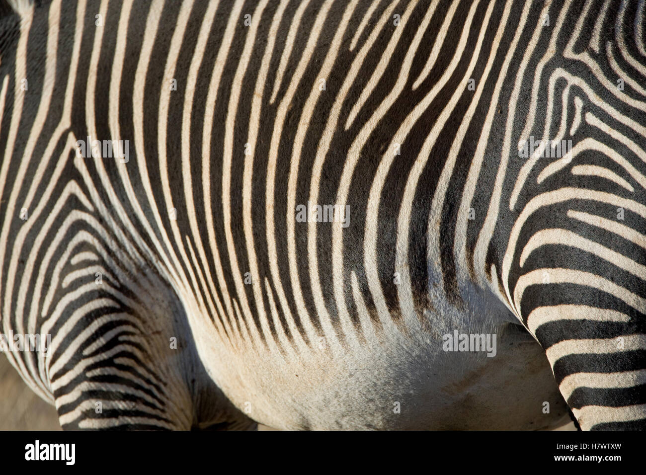 Grevy's Zebra (Equus grevyi) hide, Lewa Wildlife Conservation Area ...