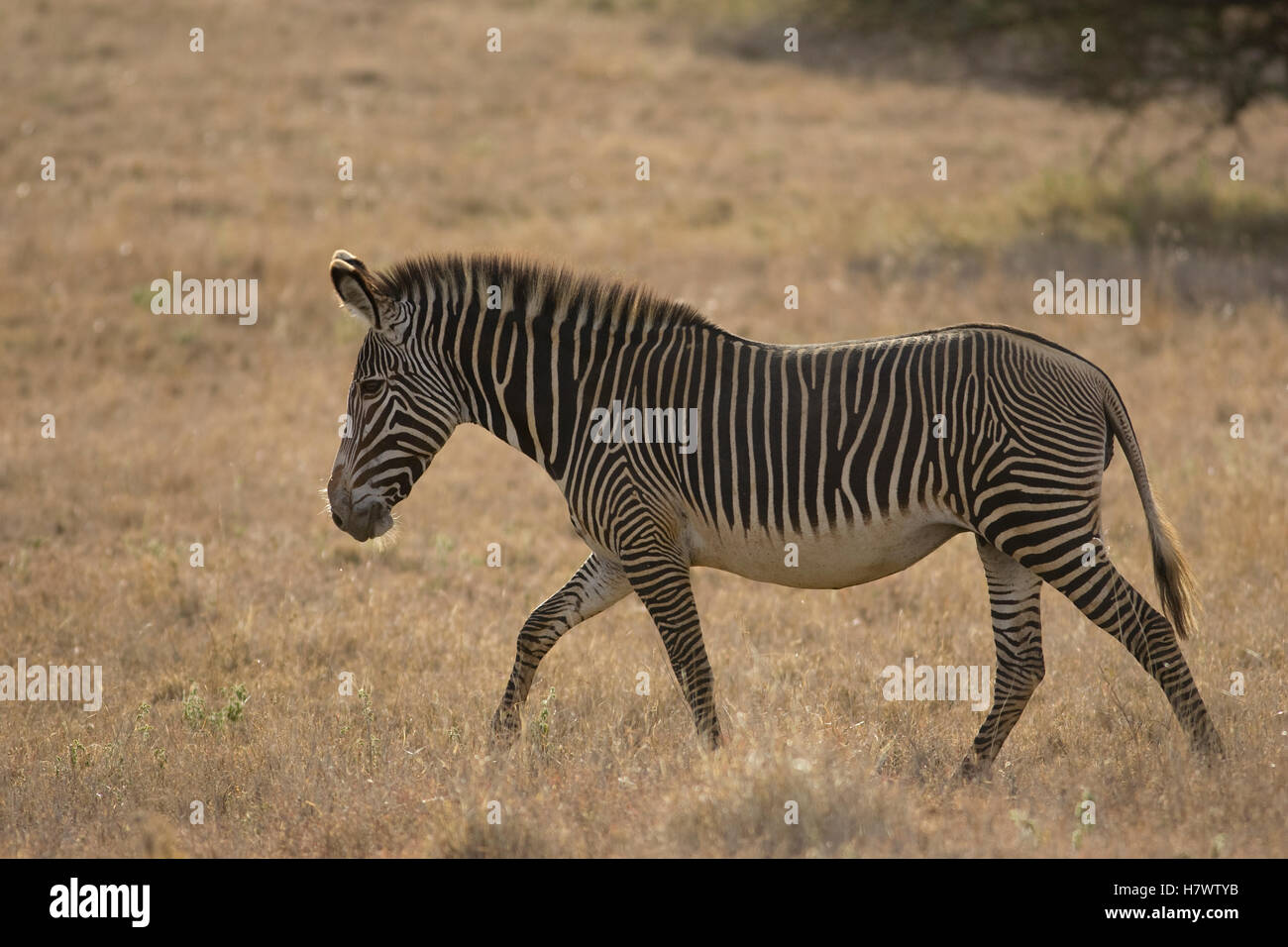 Grevy's Zebra (Equus grevyi) walking, Lewa Wildlife Conservation Area ...
