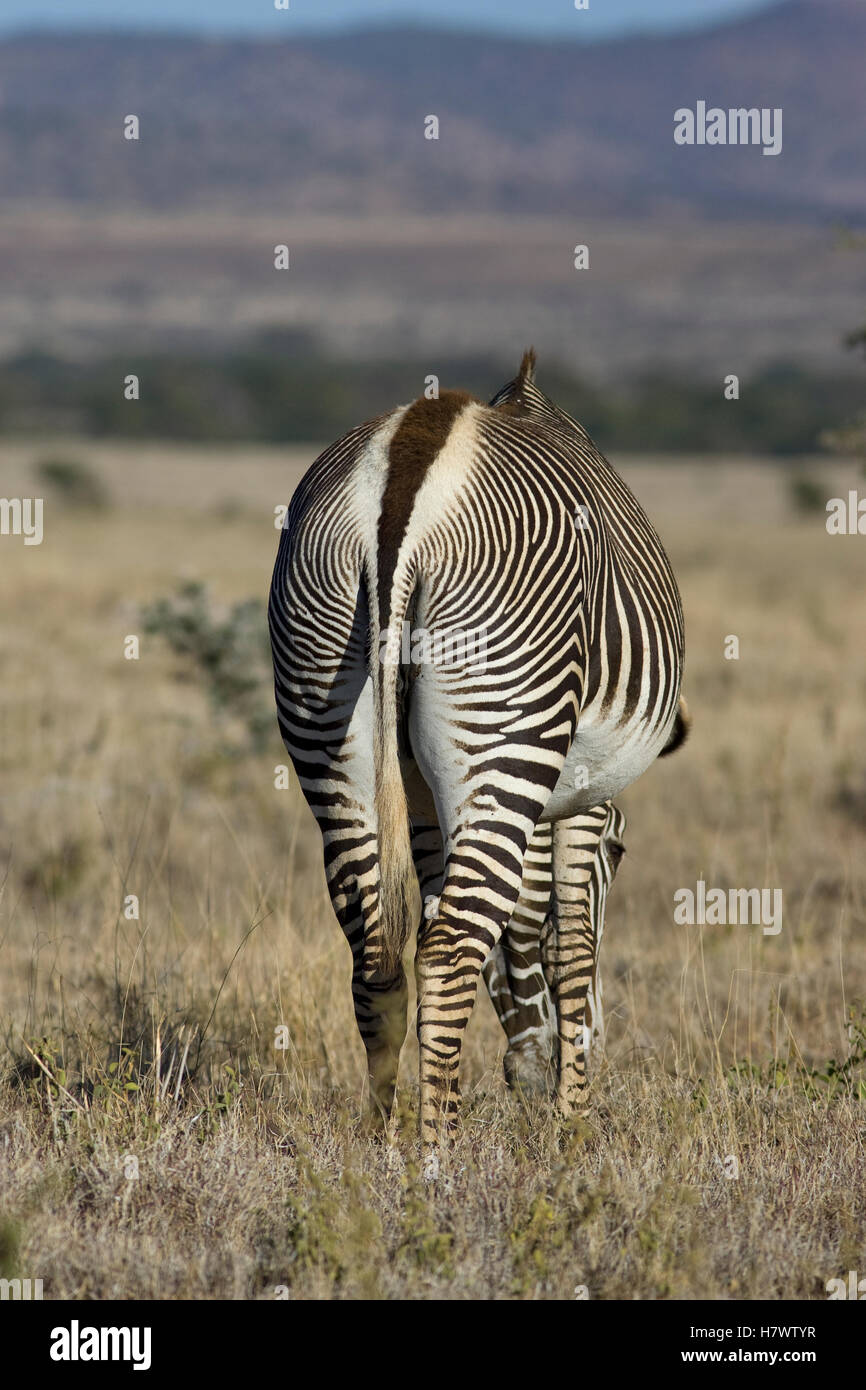 Grevy's Zebra (Equus grevyi) backside, Lewa Wildlife Conservation Area ...