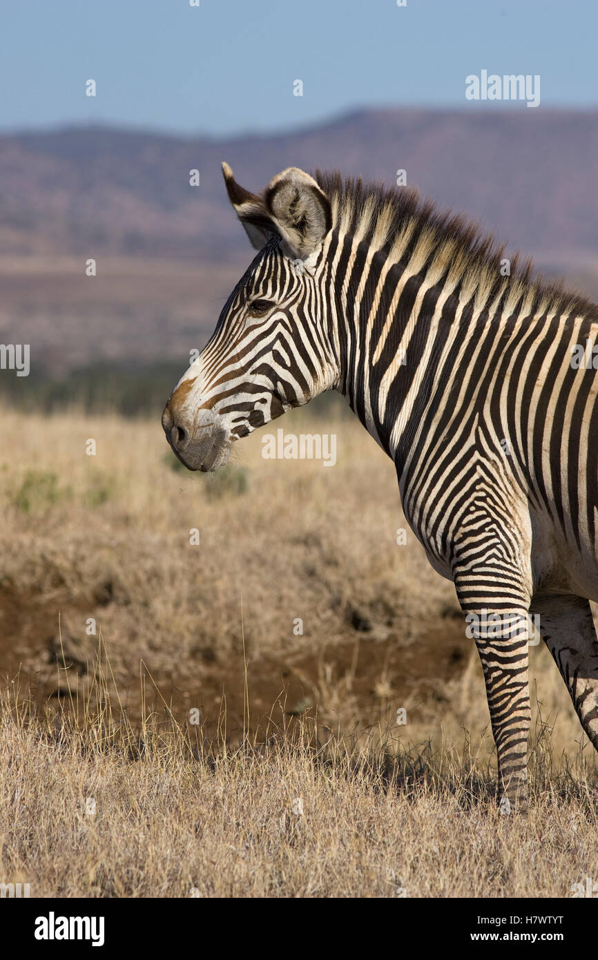 Grevy's Zebra (Equus grevyi) profile, Lewa Wildlife Conservation Area ...