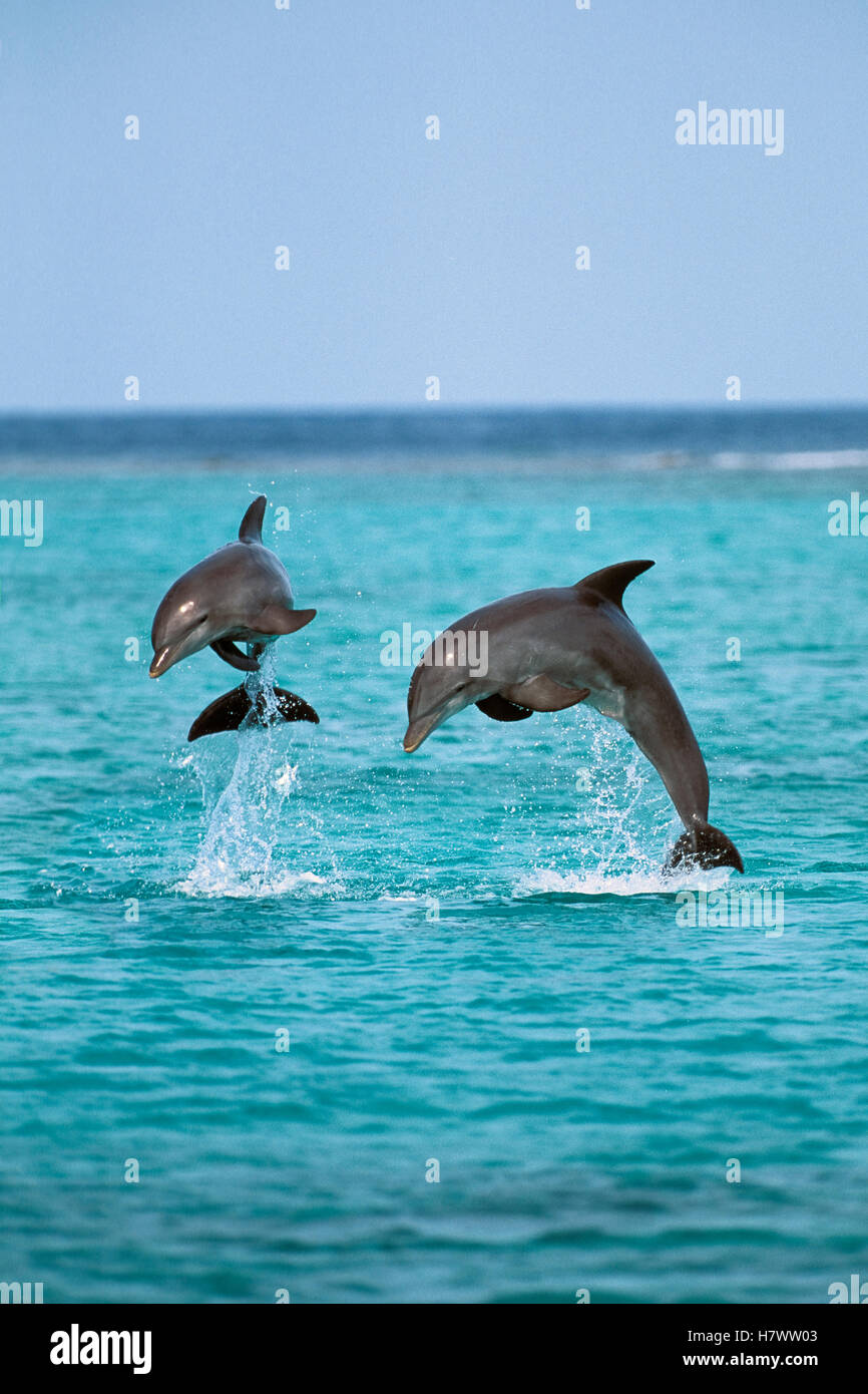 Bottlenose Dolphin (Tursiops truncatus) pair leaping, Caribbean Stock Photo - Alamy