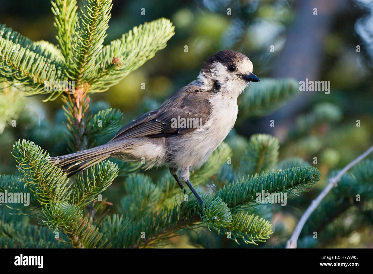 Canada Jay (Perisoreus canadensis) in pine, Olympic National Park ...