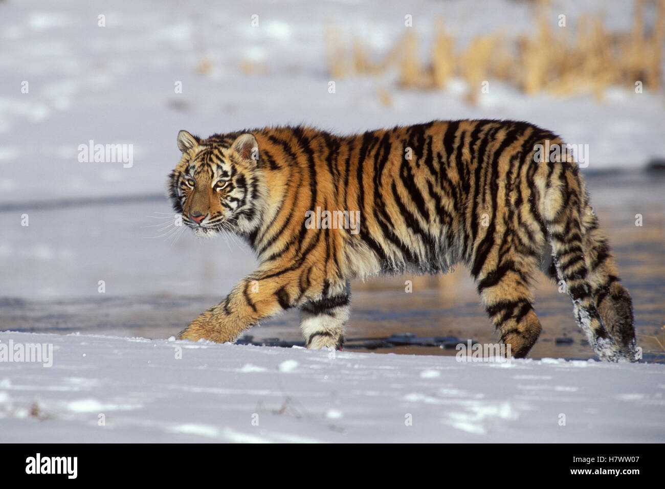 Siberian Tiger (Panthera tigris altaica) cub walking in snow, native to Siberia Stock Photo - Alamy