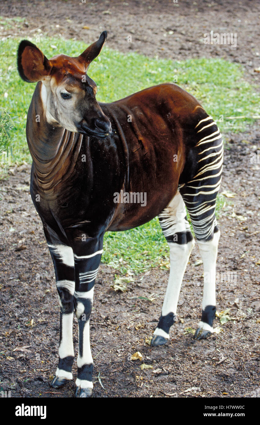 Okapi (Okapia johnstoni), native to the Democratic Republic of Congo ...