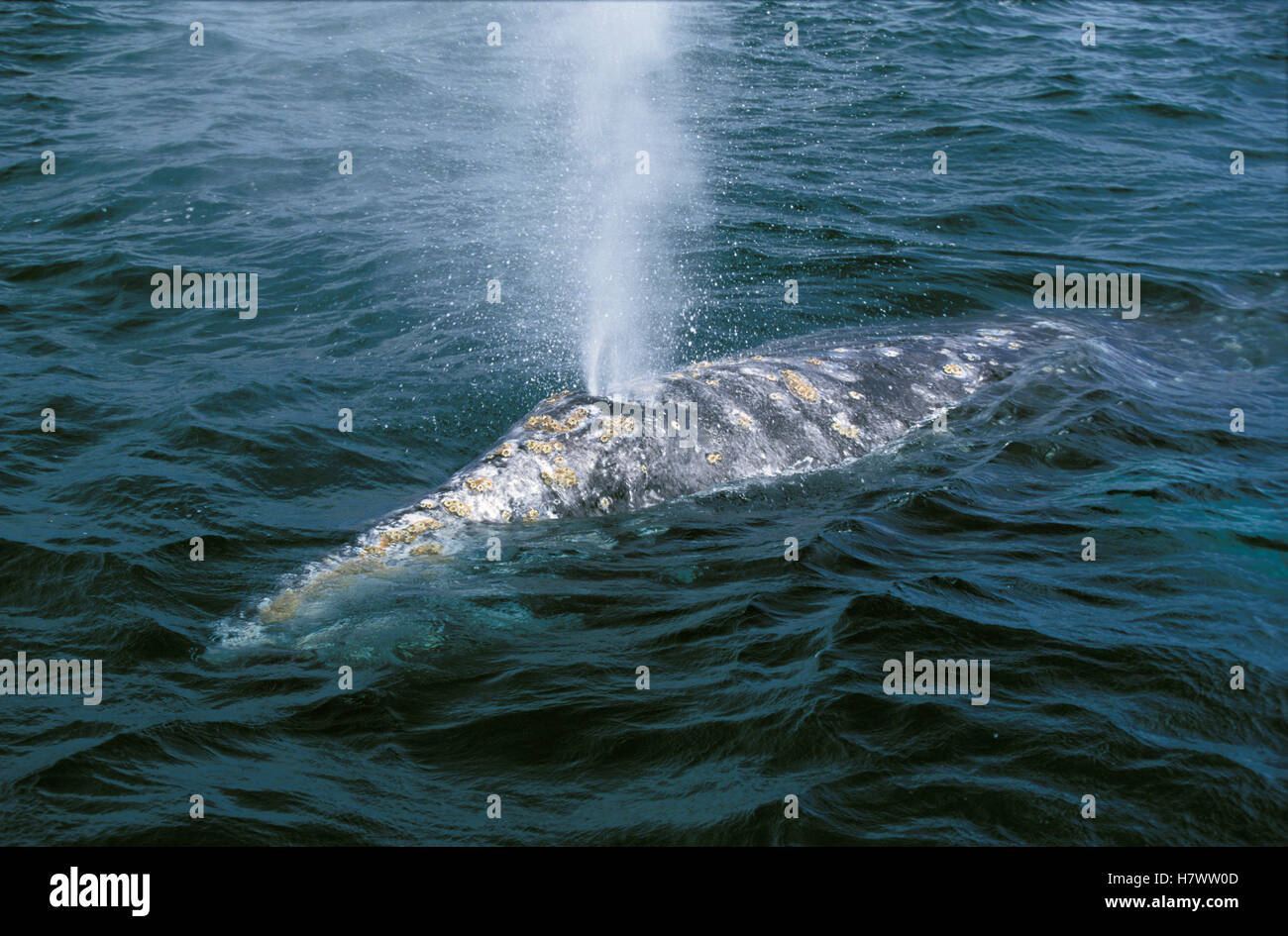Gray Whale (Eschrichtius robustus) spouting, Mexico Stock Photo - Alamy