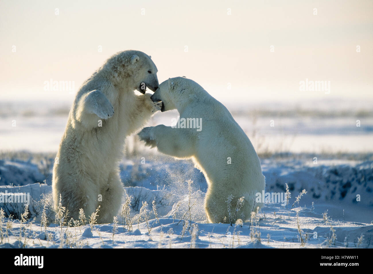 Polar Bear (Ursus maritimus) pair play-fighting, Churchill, Canada ...