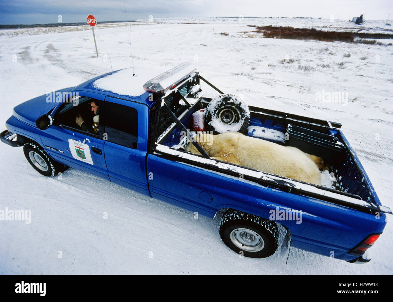Polar Bear (Ursus maritimus) tranquilized in truck with game official ...