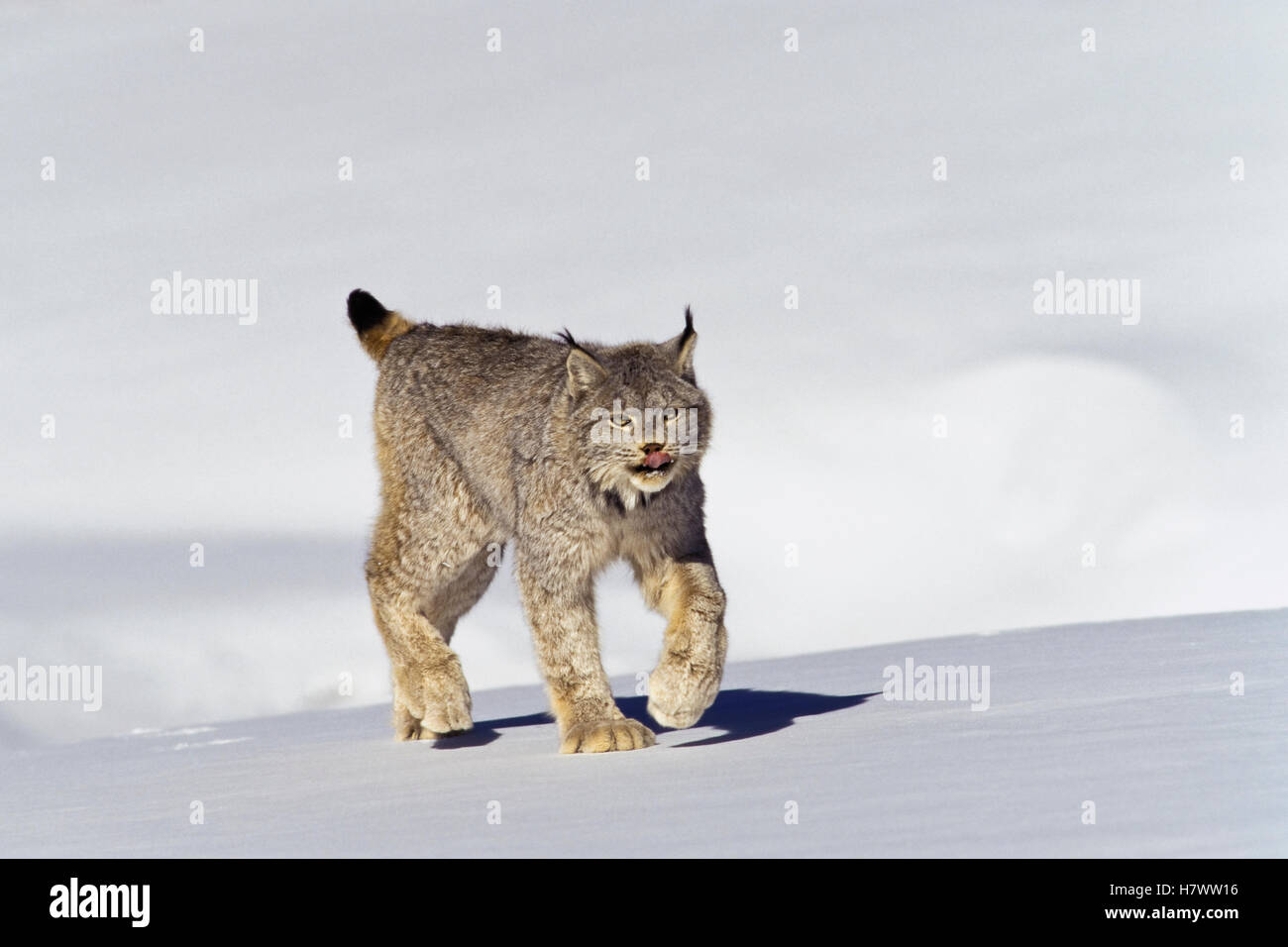Canada Lynx (Lynx canadensis) in snow, North America Stock Photo - Alamy