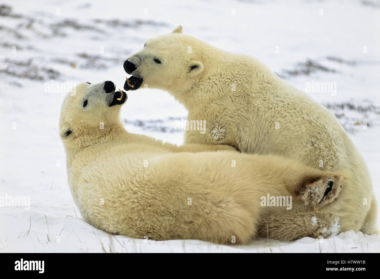 Polar Bear (Ursus maritimus) playing, Churchill, Canada Stock Photo - Alamy