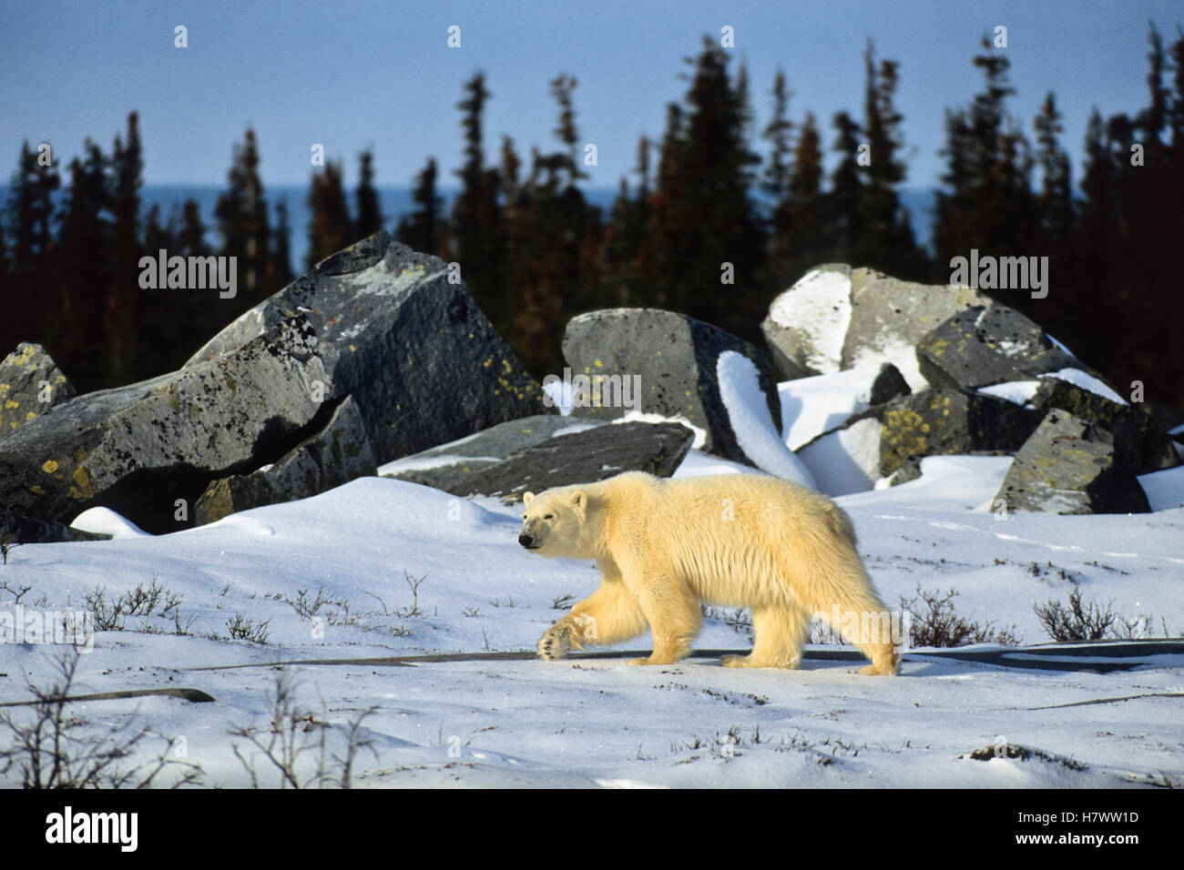 Polar Bear (Ursus maritimus) walking in snow, Churchill, Canada Stock ...