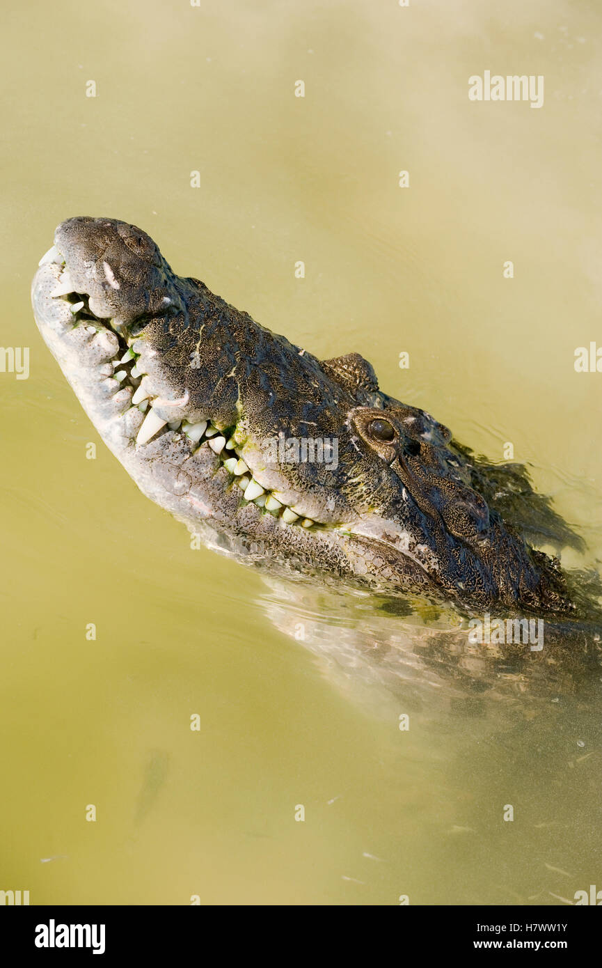 Morelet's Crocodile (Crocodylus moreletii) emerging from water ...