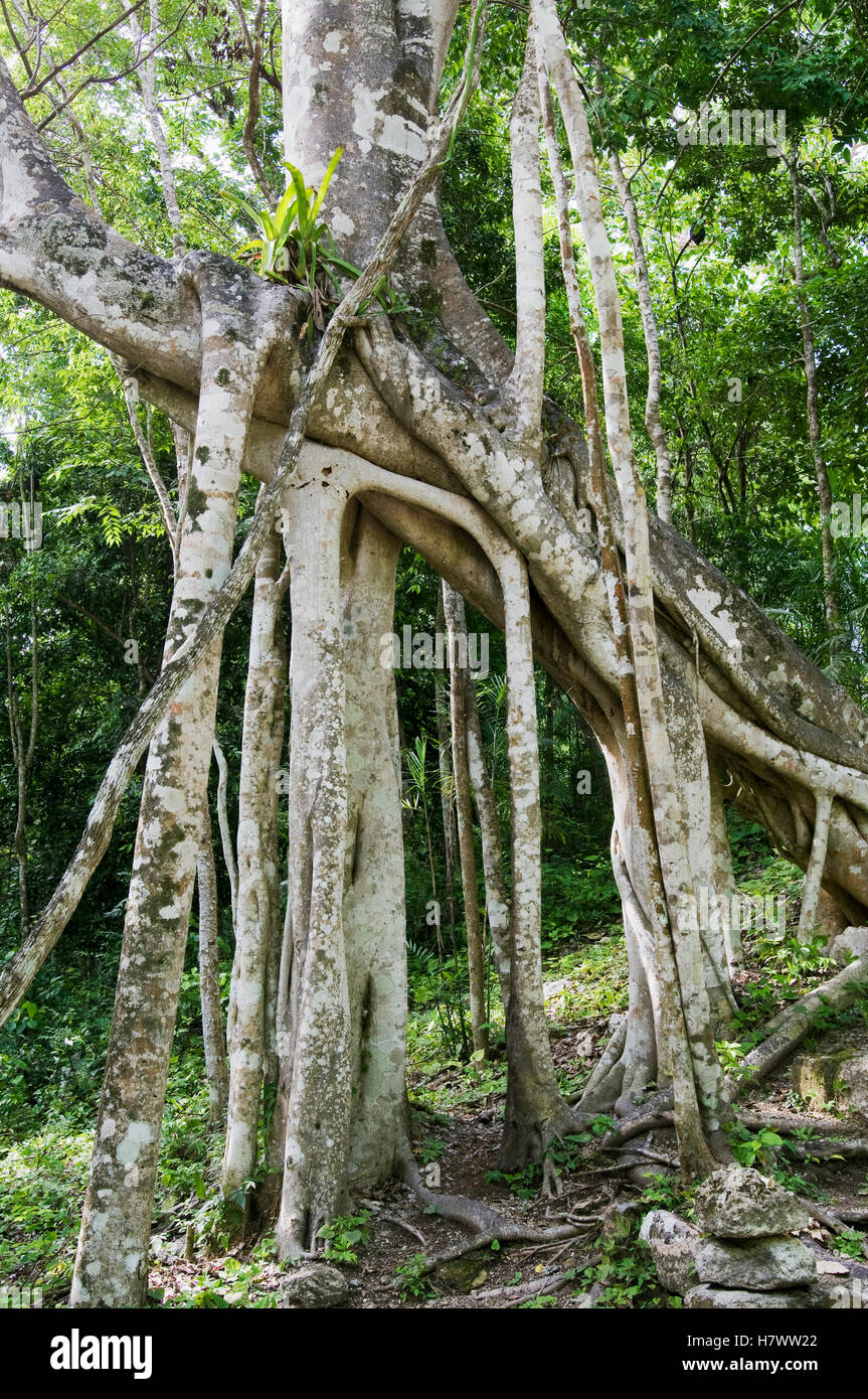 Giant Strangler Fig (Ficus aurea) in tropical rainforest interior ...