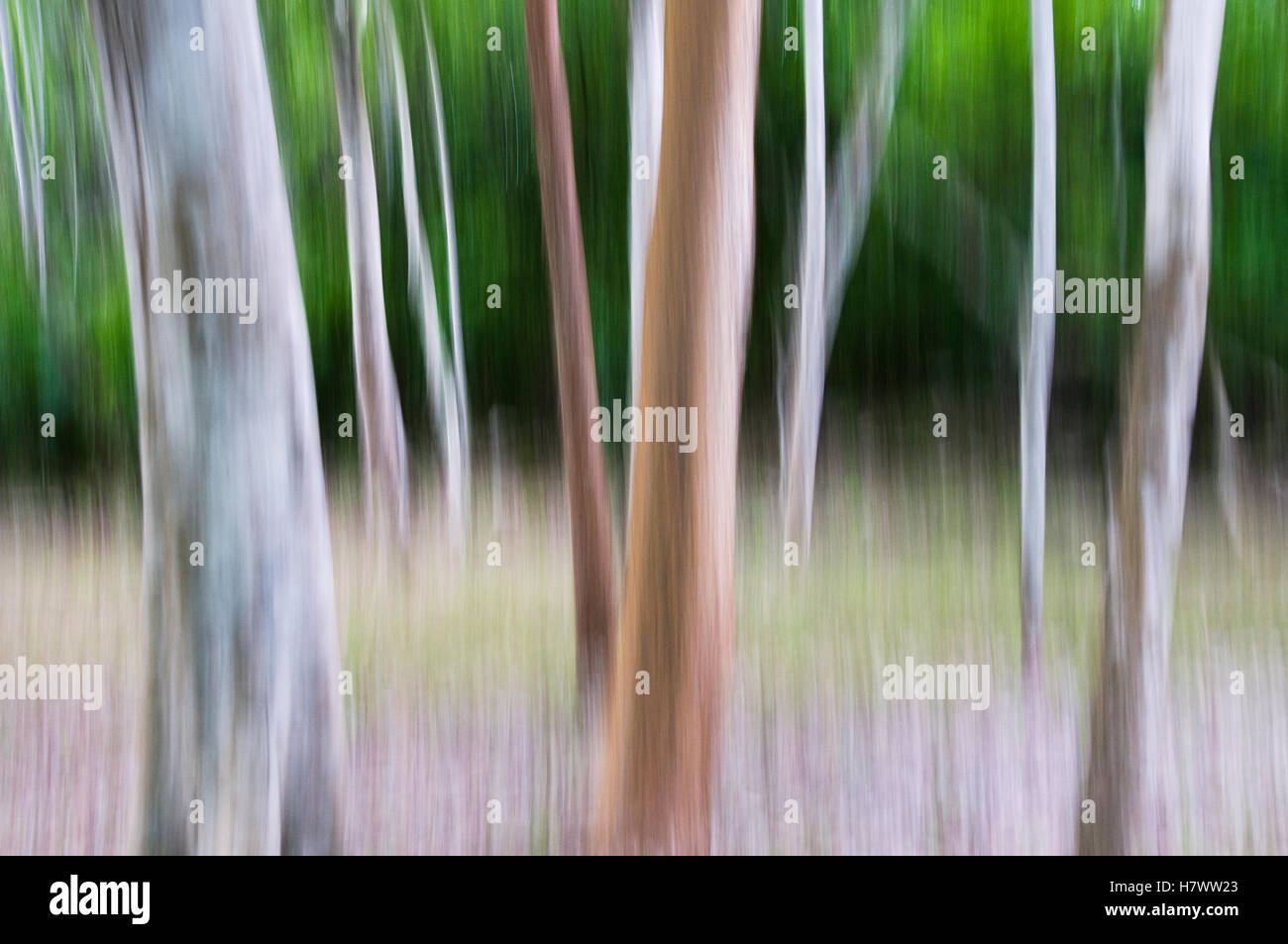 Rainforest tree trunk abstract, Calakmul Biosphere Reserve, Mexico ...