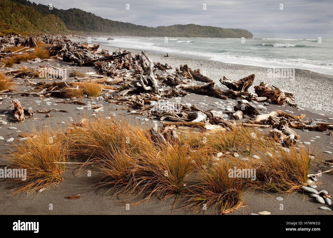 Pingao Grass (Desmoschoenus spiralis) and driftwood, Gillespie's Beach ...