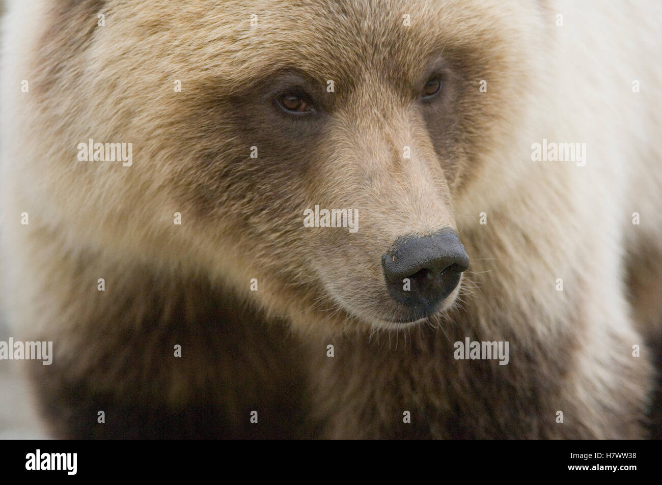 Grizzly Bear (Ursus arctos horribilis) yearling cub portrait, Denali ...