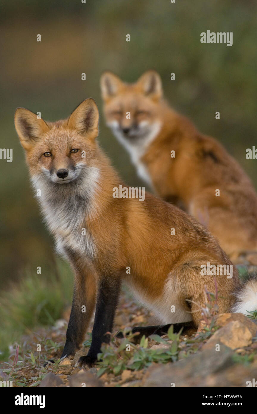Red Fox (Vulpes vulpes) male and female, Denali National Park, Alaska ...
