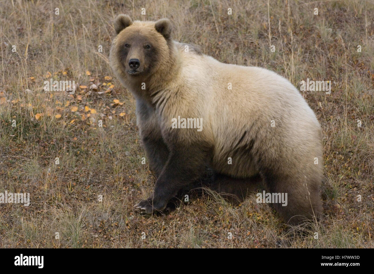 Grizzly Bear (Ursus arctos horribilis) sow, Alaska Stock Photo - Alamy