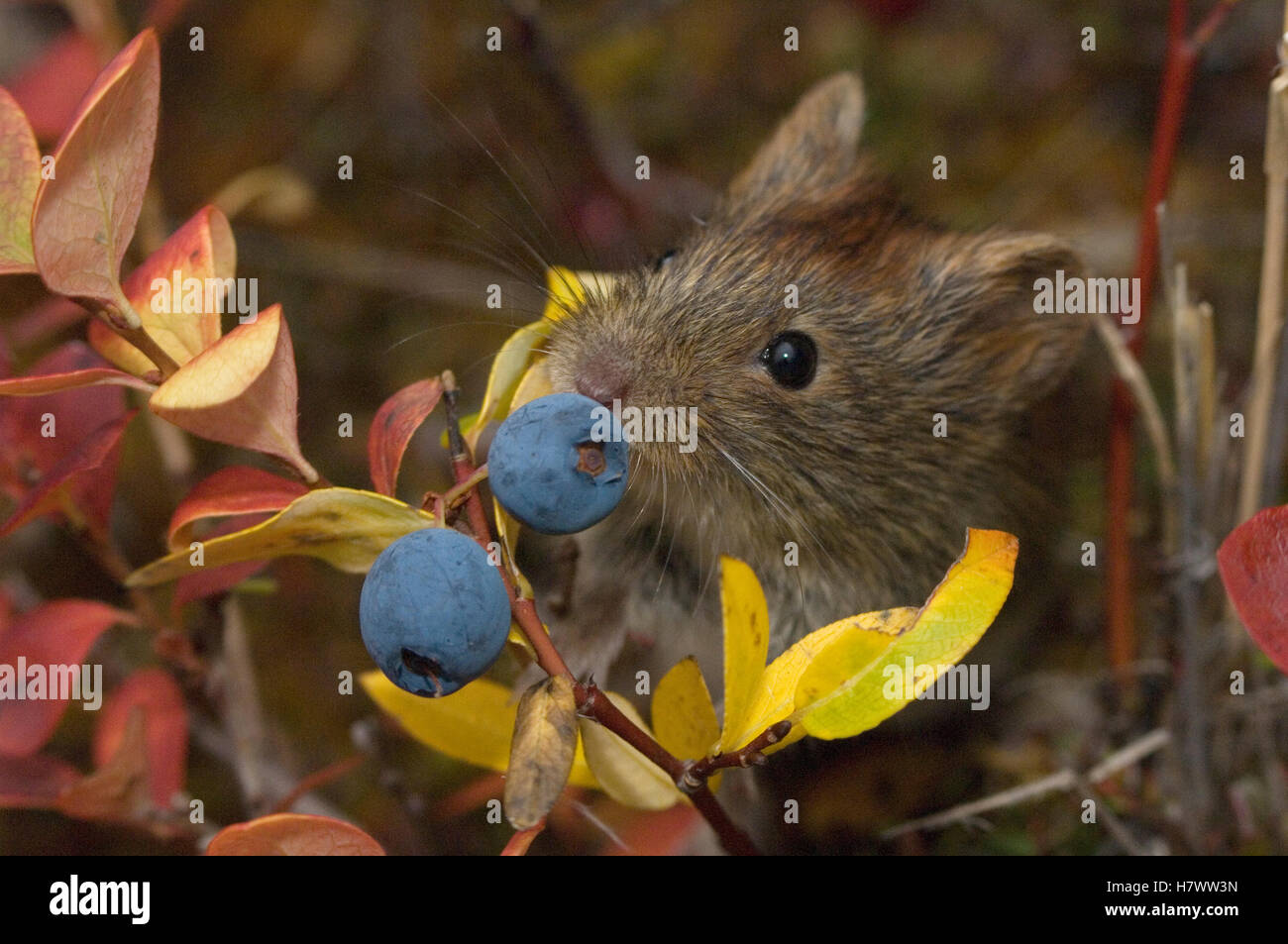 Northern Red-backed Vole (Clethrionomys rutilus) eating blueberry ...