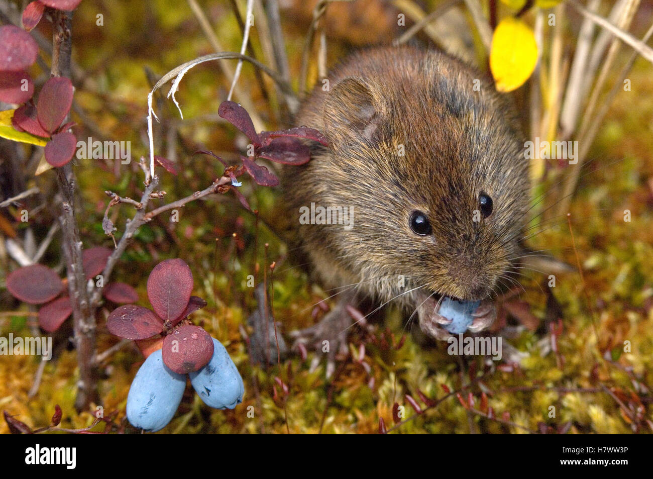 Northern Red-backed Vole (Clethrionomys rutilus) eating blueberry ...