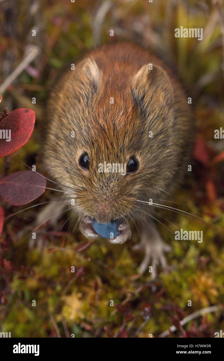 Northern Red-backed Vole (Clethrionomys rutilus) eating blueberry ...
