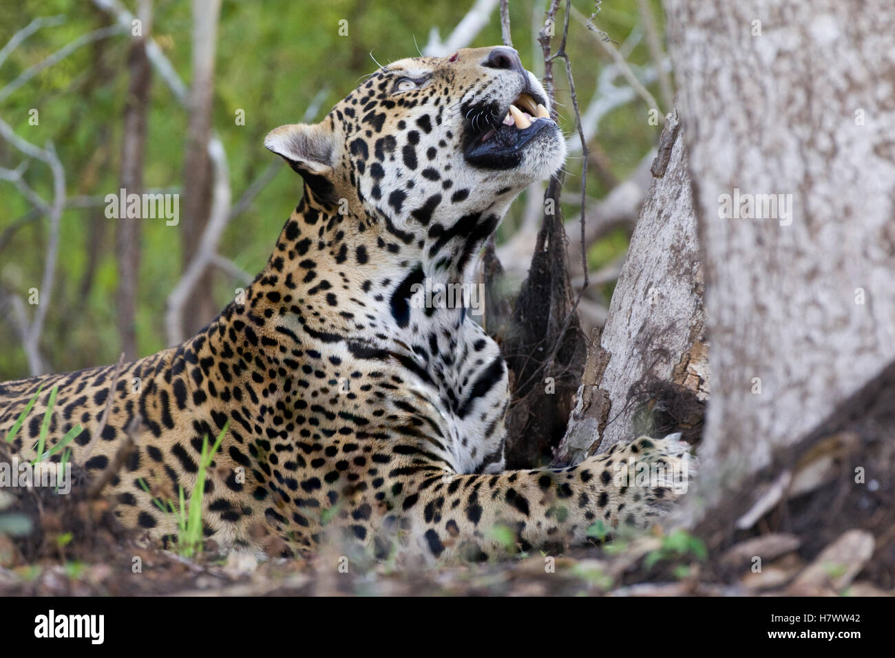 Jaguar (Panthera onca) looking up in the trees, Cuiaba River, Brazil ...