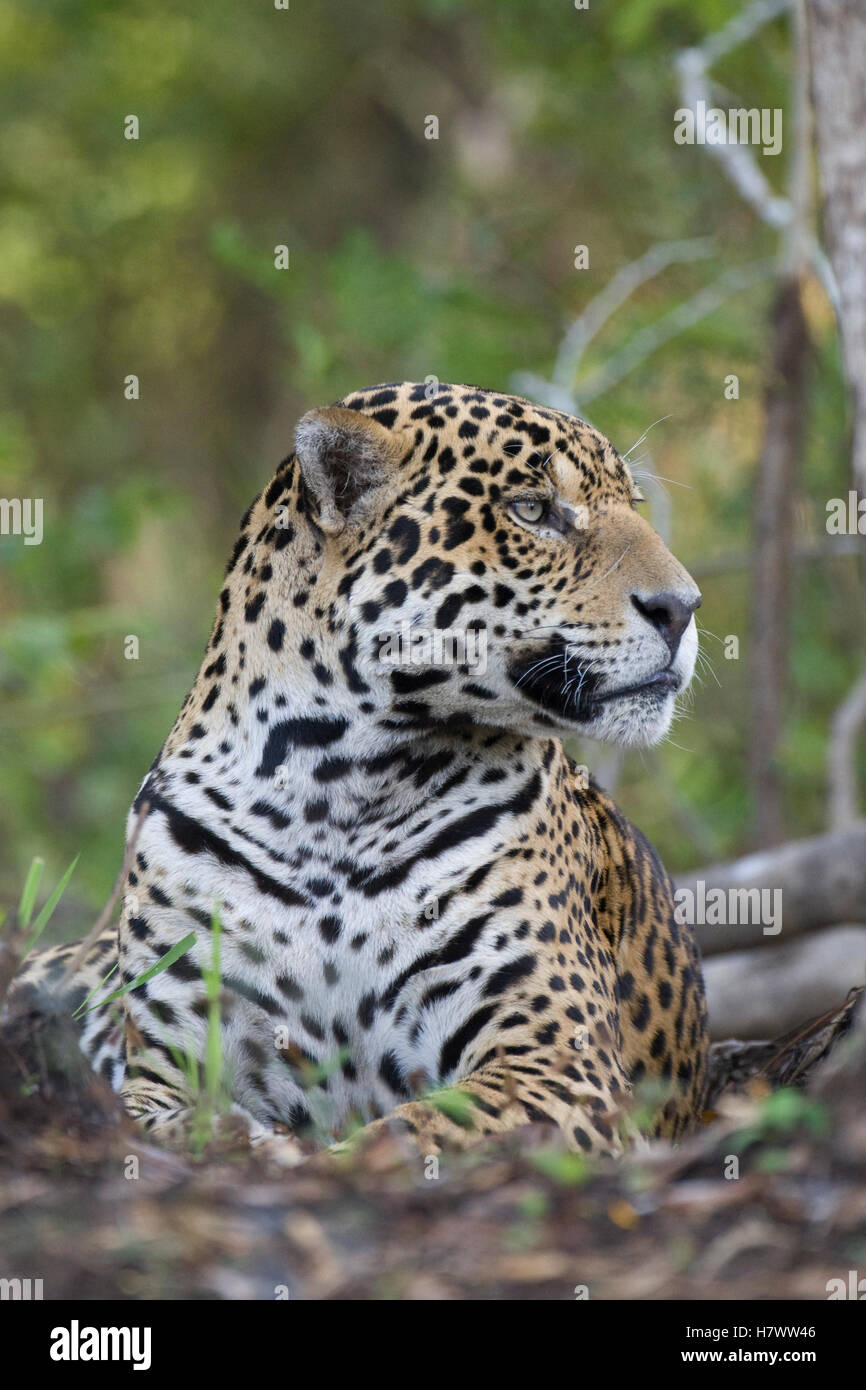 Jaguar (Panthera onca), Cuiaba River, Brazil Stock Photo - Alamy
