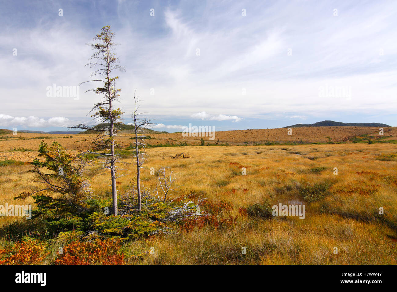 Plain vegetation on lower tablelands, Gros Morne National Park ...