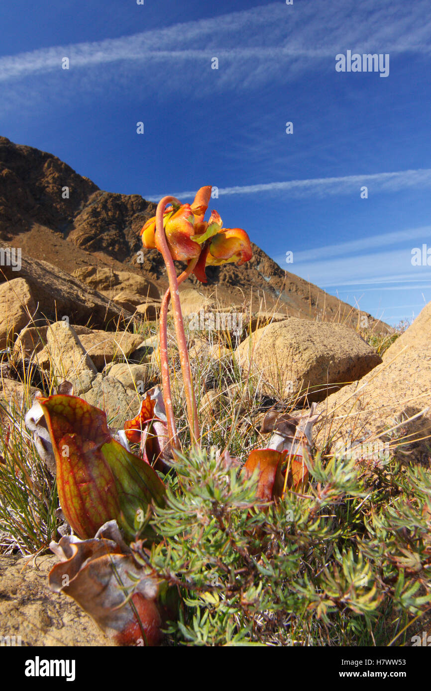 Purple Pitcher Plant (Sarracenia purpurea) in tablelands, Gros Morne ...