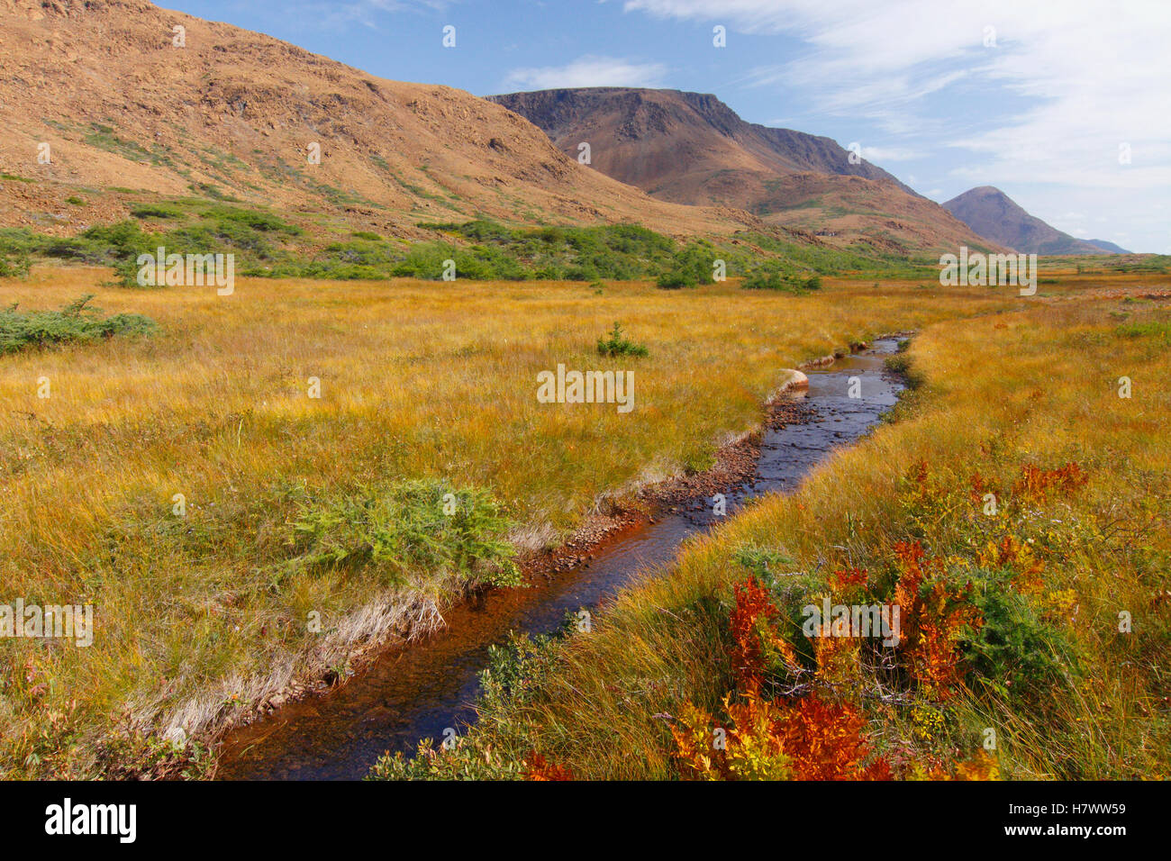 Stream through meadow in The Tablelands region, Gros Morne National ...