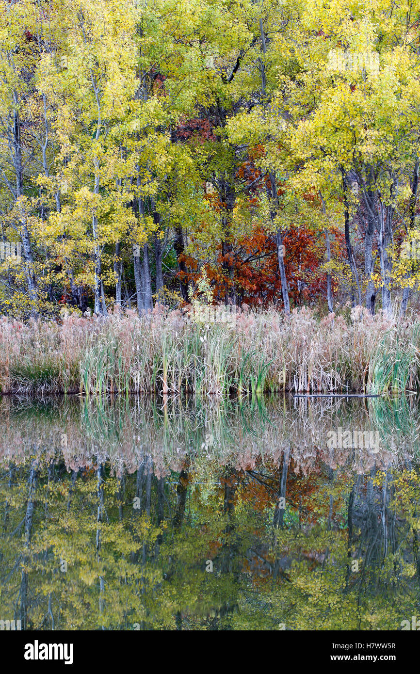 Quaking Aspen (Populus tremuloides) trees along water in autumn, Nova ...