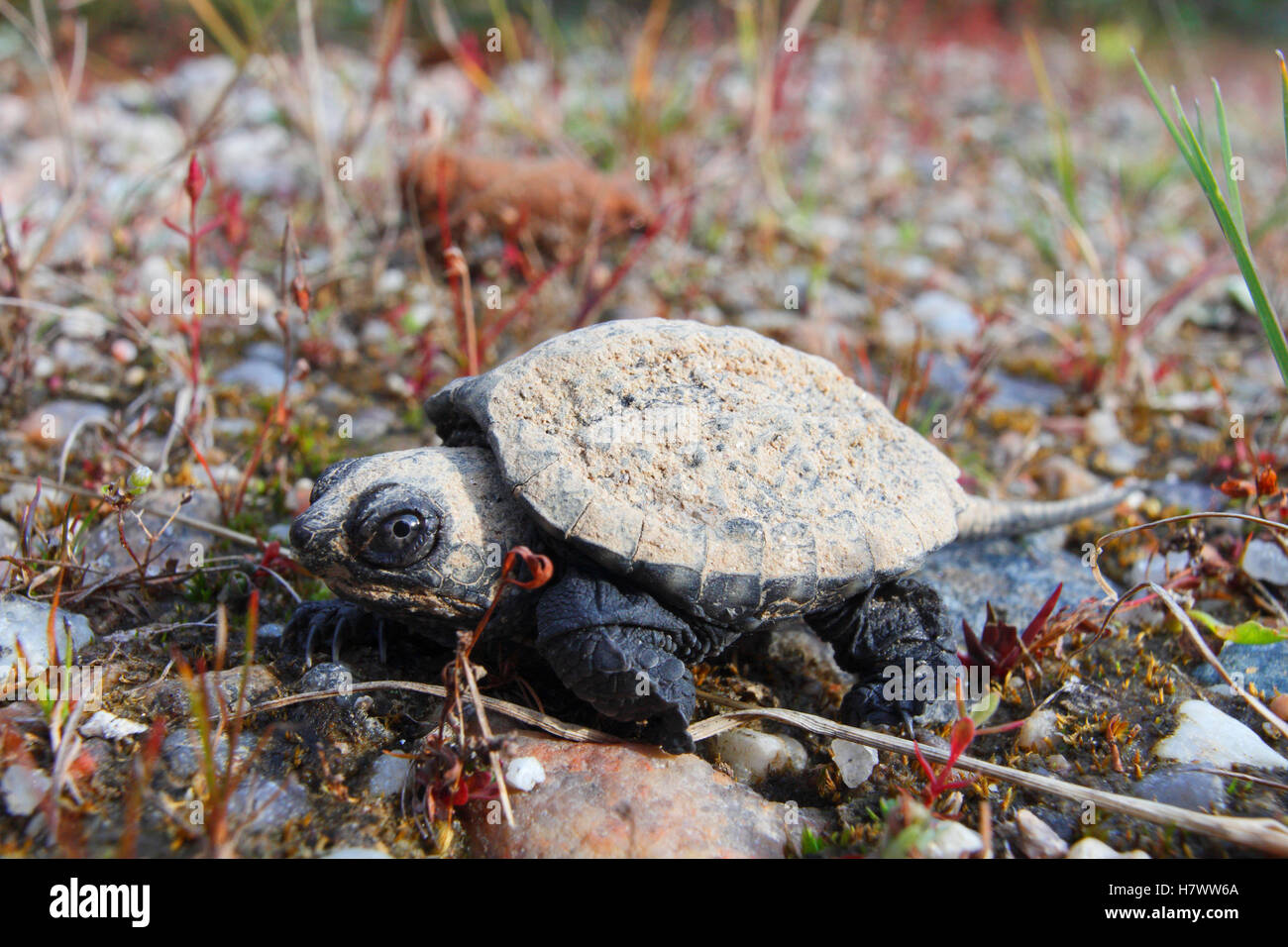 Snapping Turtle (Chelydra serpentina) hatchling, Nova Scotia, Canada ...
