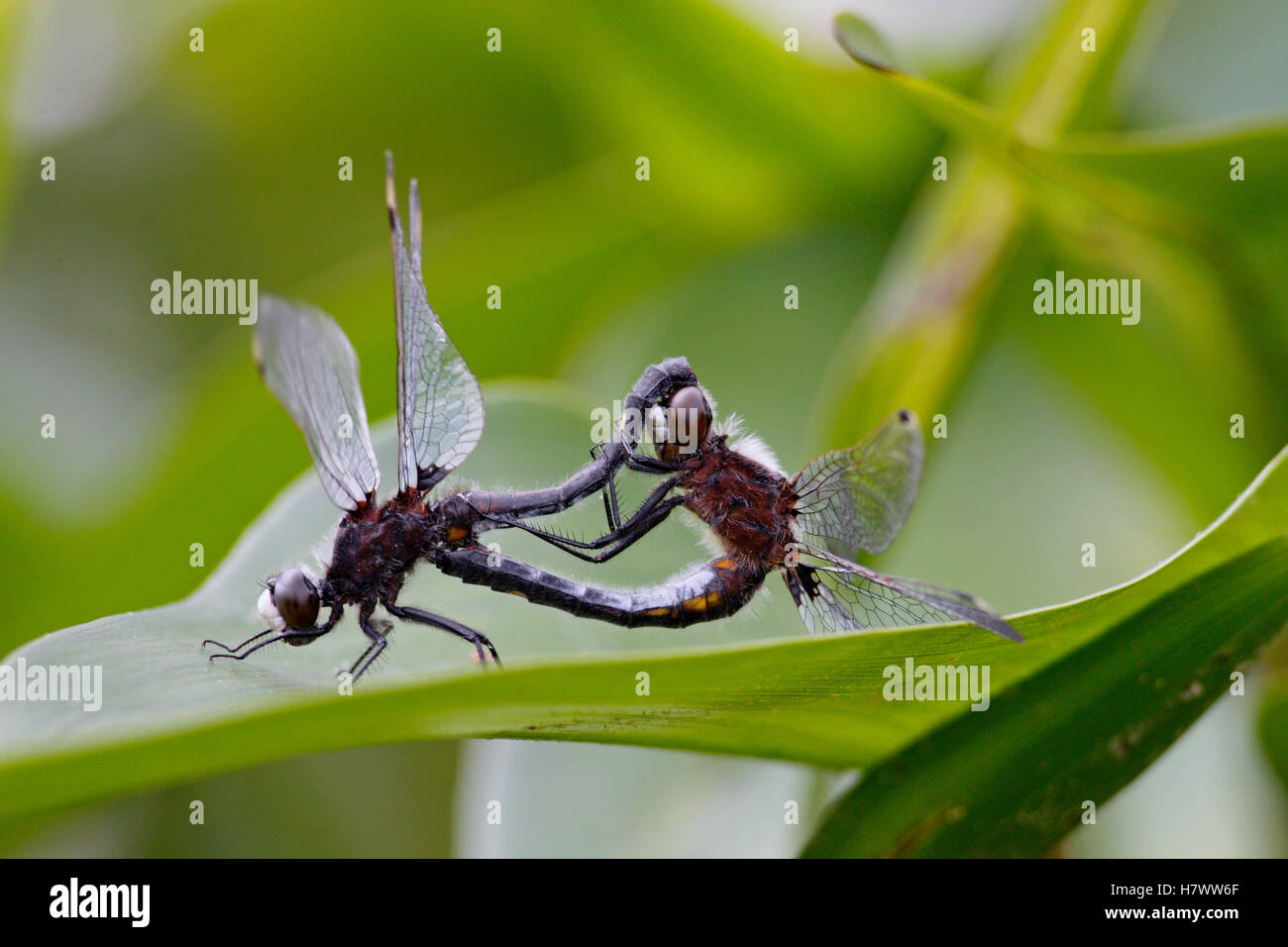 Common Skimmer (Sympetrum frequens) dragonfly pair mating, Nova Scotia ...