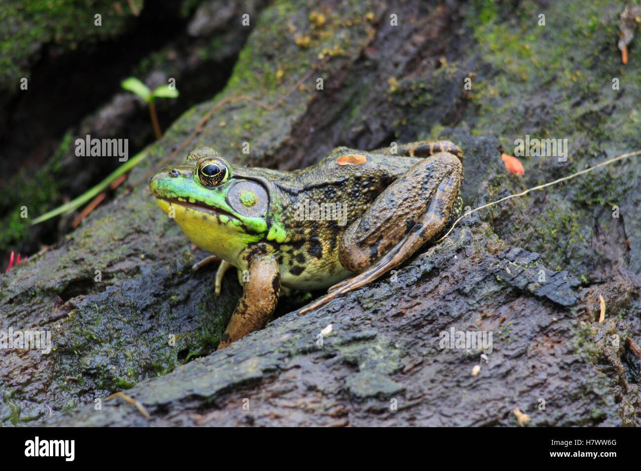Northern Green Frog (Rana clamitans melanota) on tree trunk, Nova ...