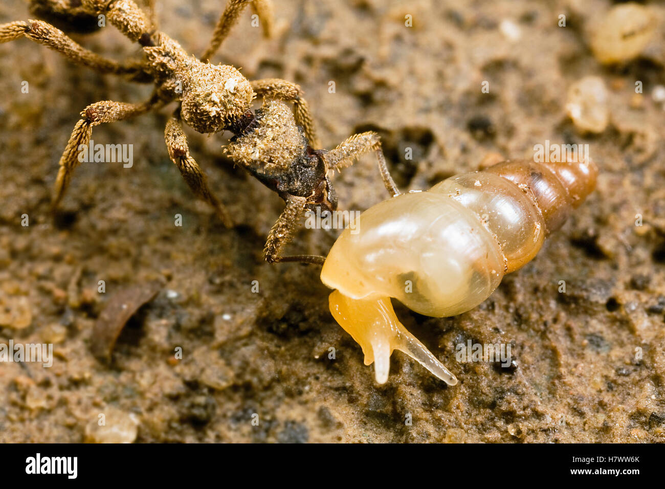 Ant (Formicidae) predating on snail, Ecuador Stock Photo - Alamy