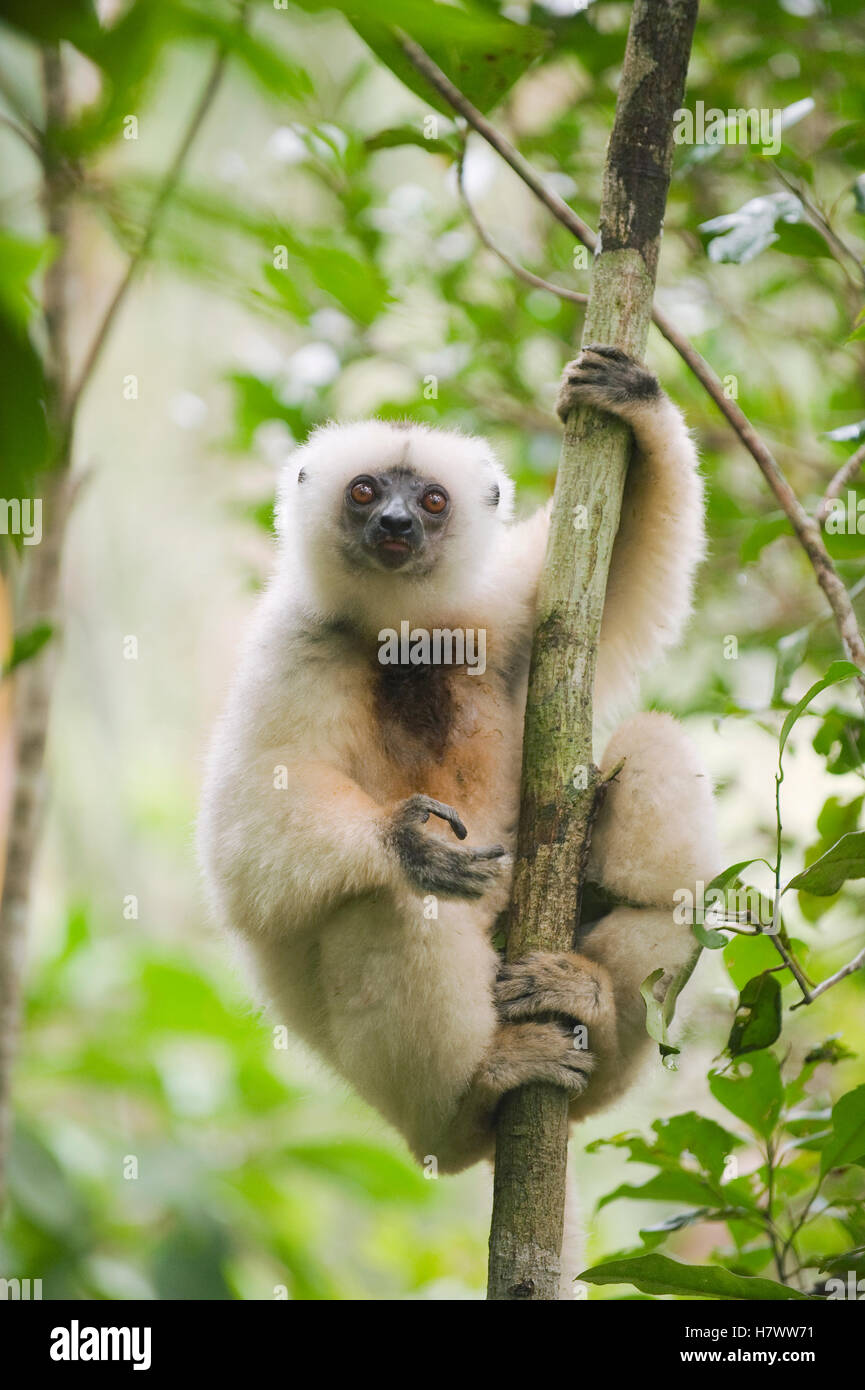 Silky Sifaka (Propithecus candidus) male, Marojejy National Park ...