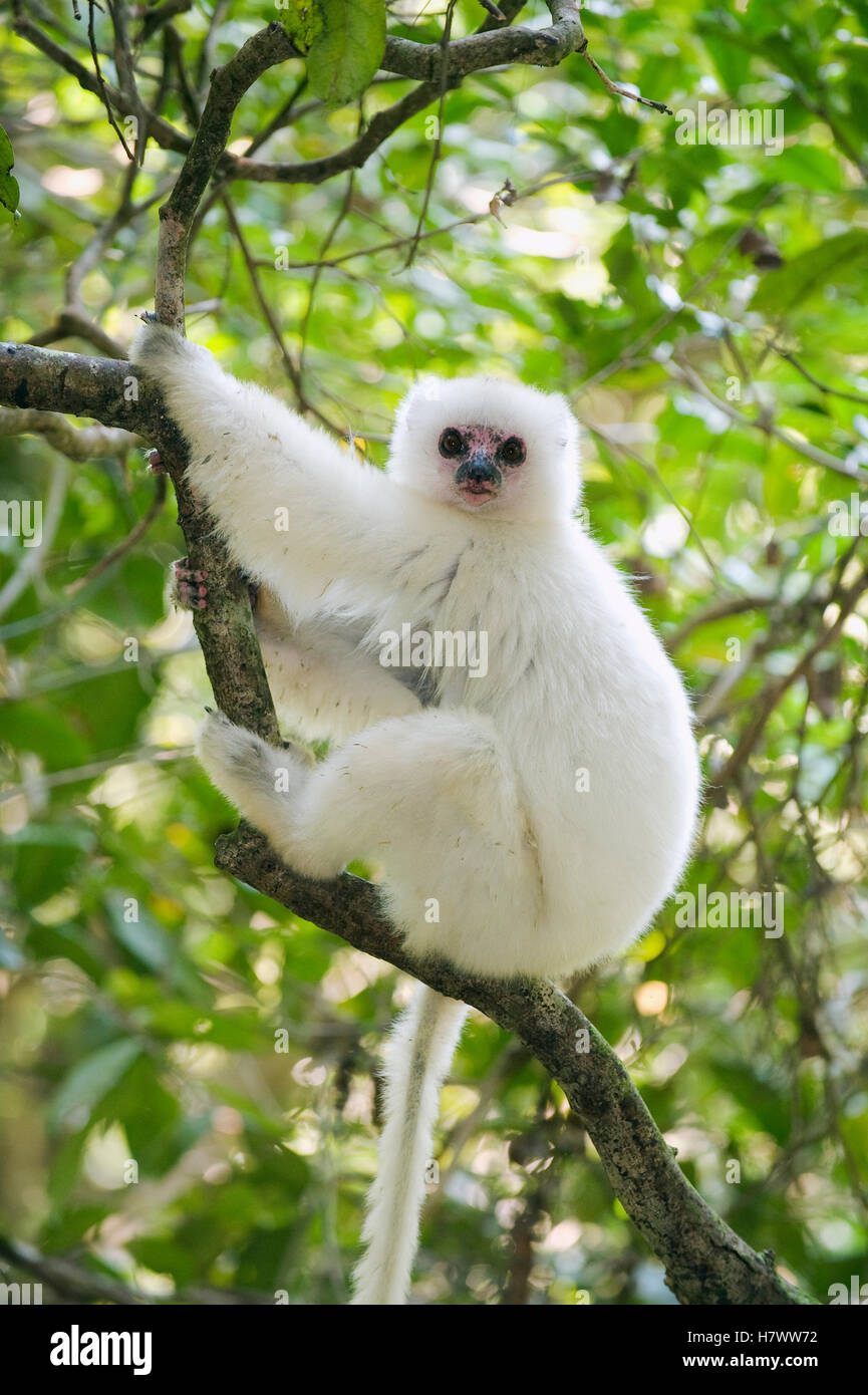 Silky Sifaka (Propithecus candidus) female, Marojejy National Park ...
