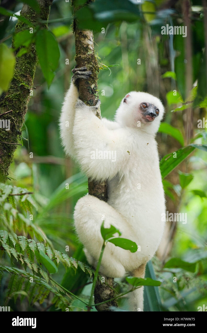 Silky Sifaka (Propithecus candidus) female, Marojejy National Park ...