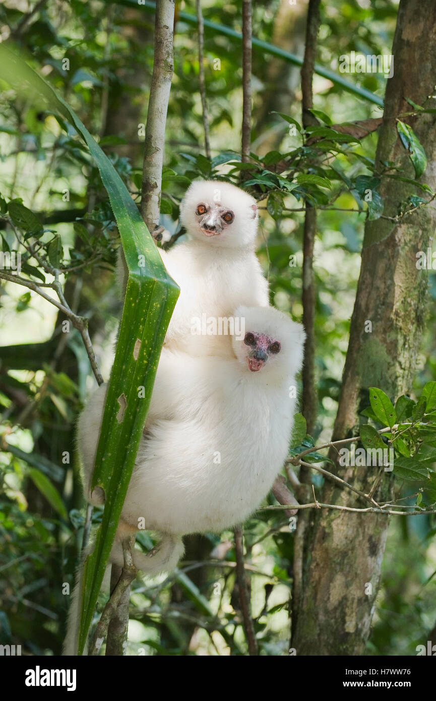 Silky Sifaka (Propithecus candidus) female and young, Marojejy National ...