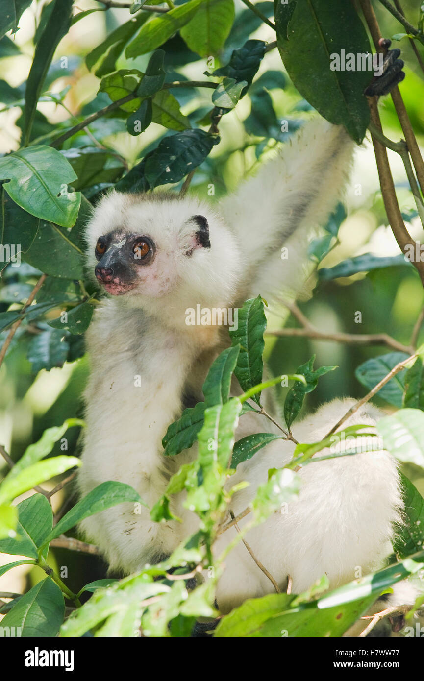 Silky Sifaka (Propithecus candidus) female, Marojejy National Park ...