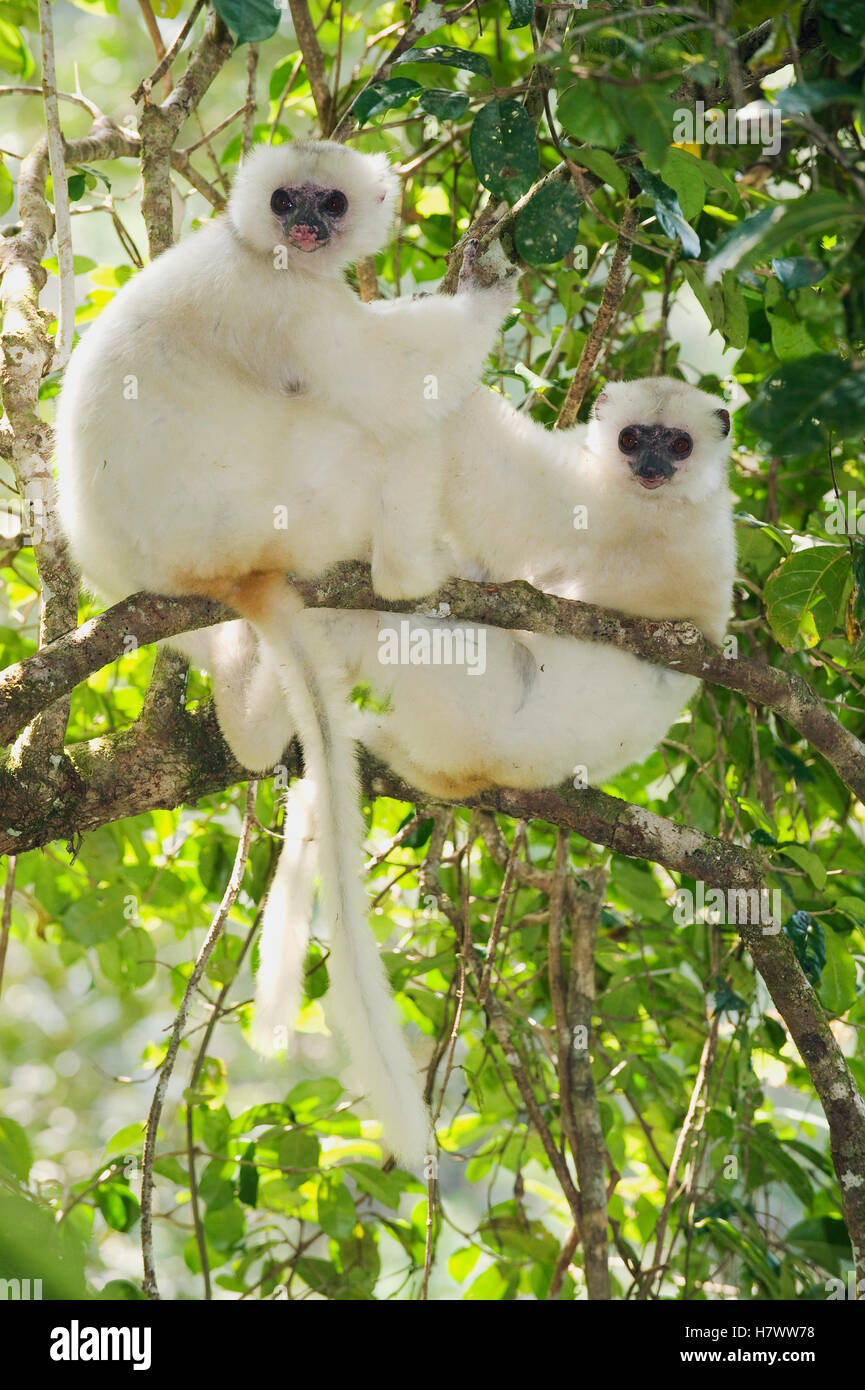 Silky Sifaka (Propithecus candidus) females, Marojejy National Park ...