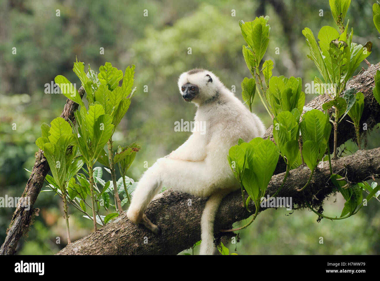 Silky Sifaka (Propithecus candidus) male, Marojejy National Park ...