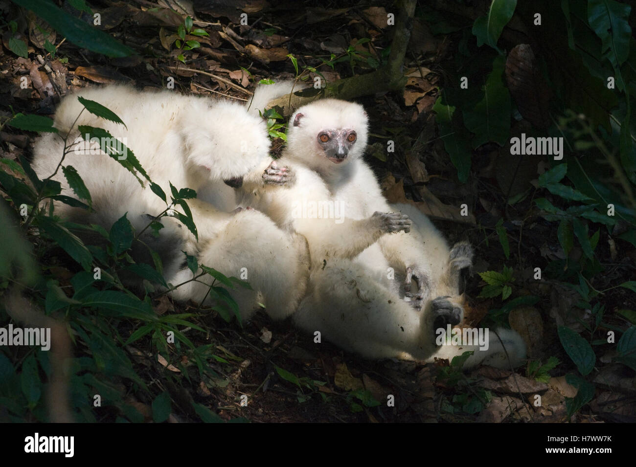 Silky Sifaka (Propithecus candidus) females sitting on ground, Marojejy ...