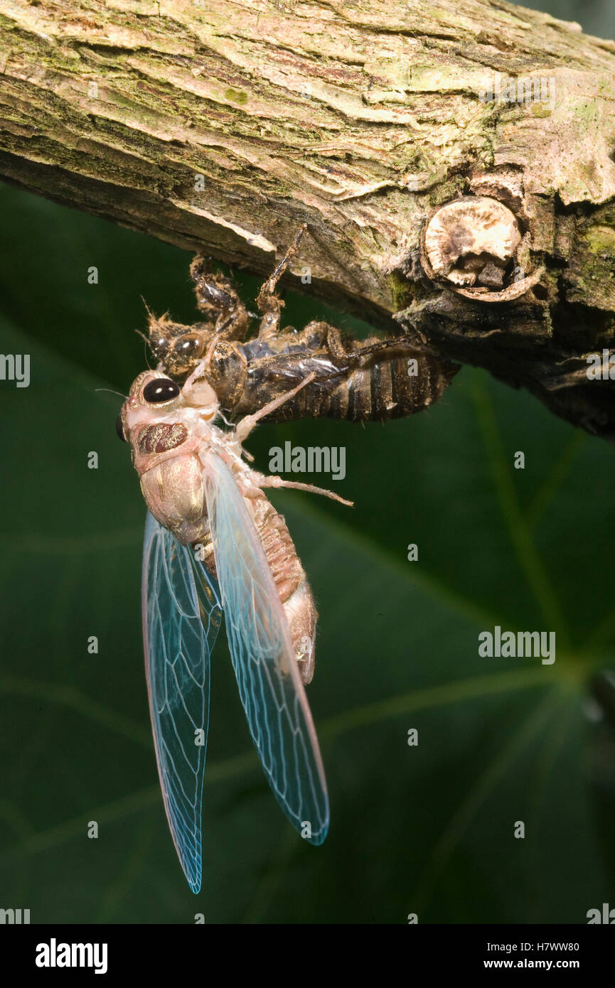 Cicada (Fidicina chlorogena) shedding skin, Marojejy National Park ...