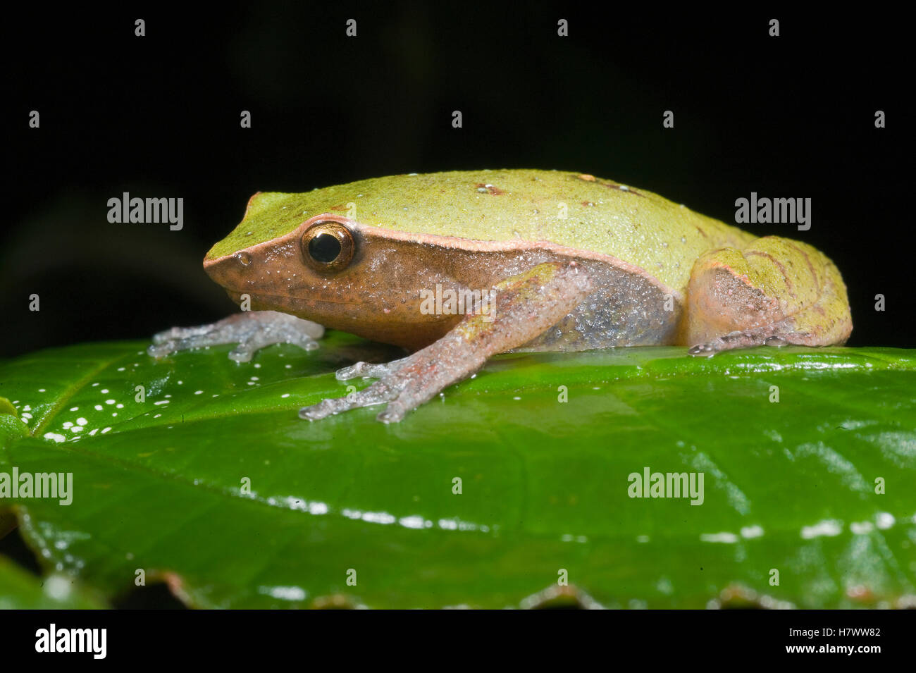 Mantellid Frog (Mantellidae), Marojejy National Park, Madagascar Stock ...