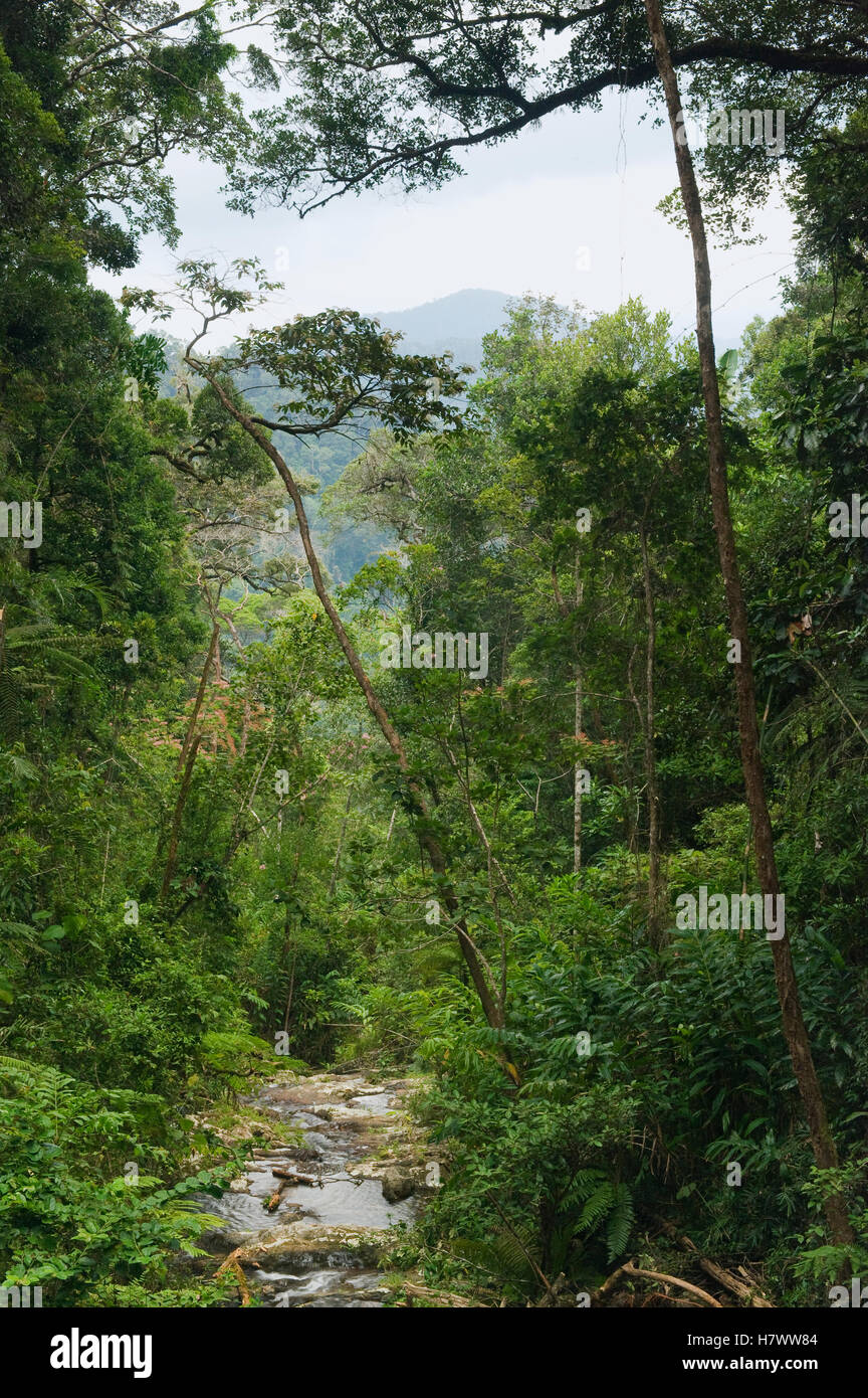 Creek running through rainforest, Marojejy National Park, Madagascar ...